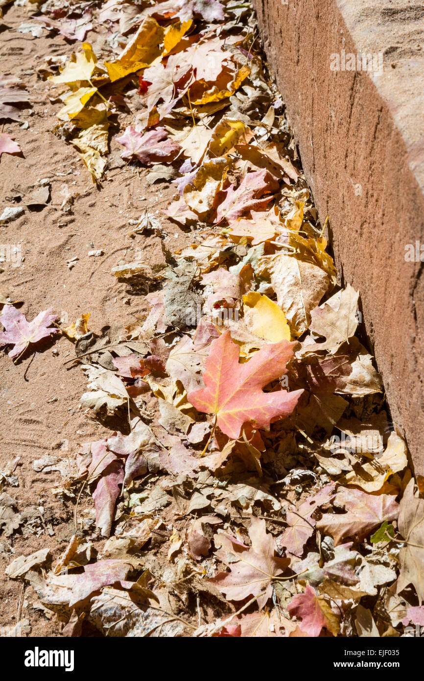 colorful autumn leaves pilled on the side of the pathway on a National ...