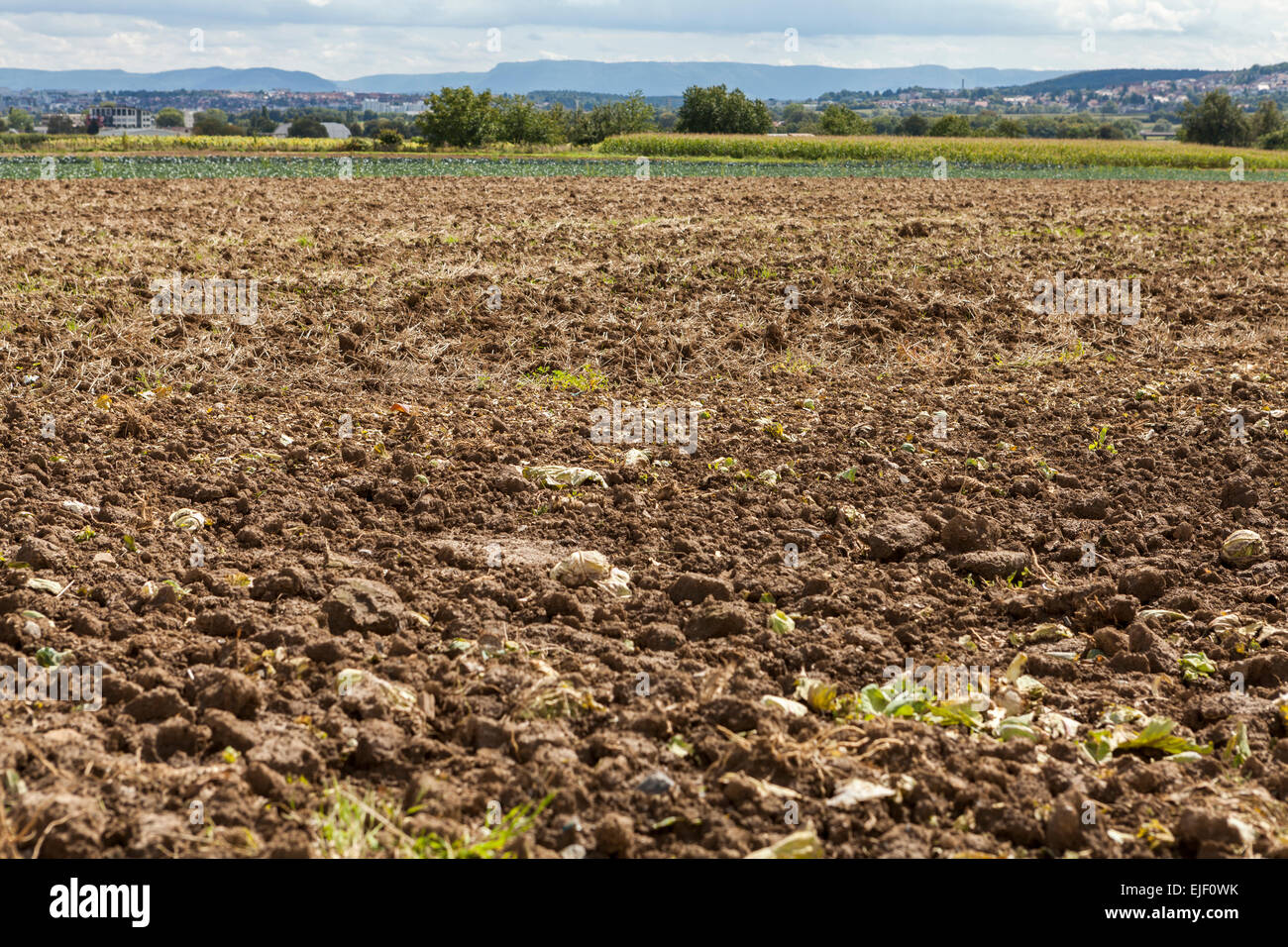 Harvested potato field with rotovated or ploughed earth and the odd ...