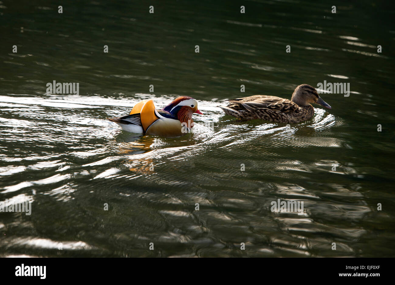 A Madeira duck bathed in glorious Spring sunshine in Moses Gate Country ...