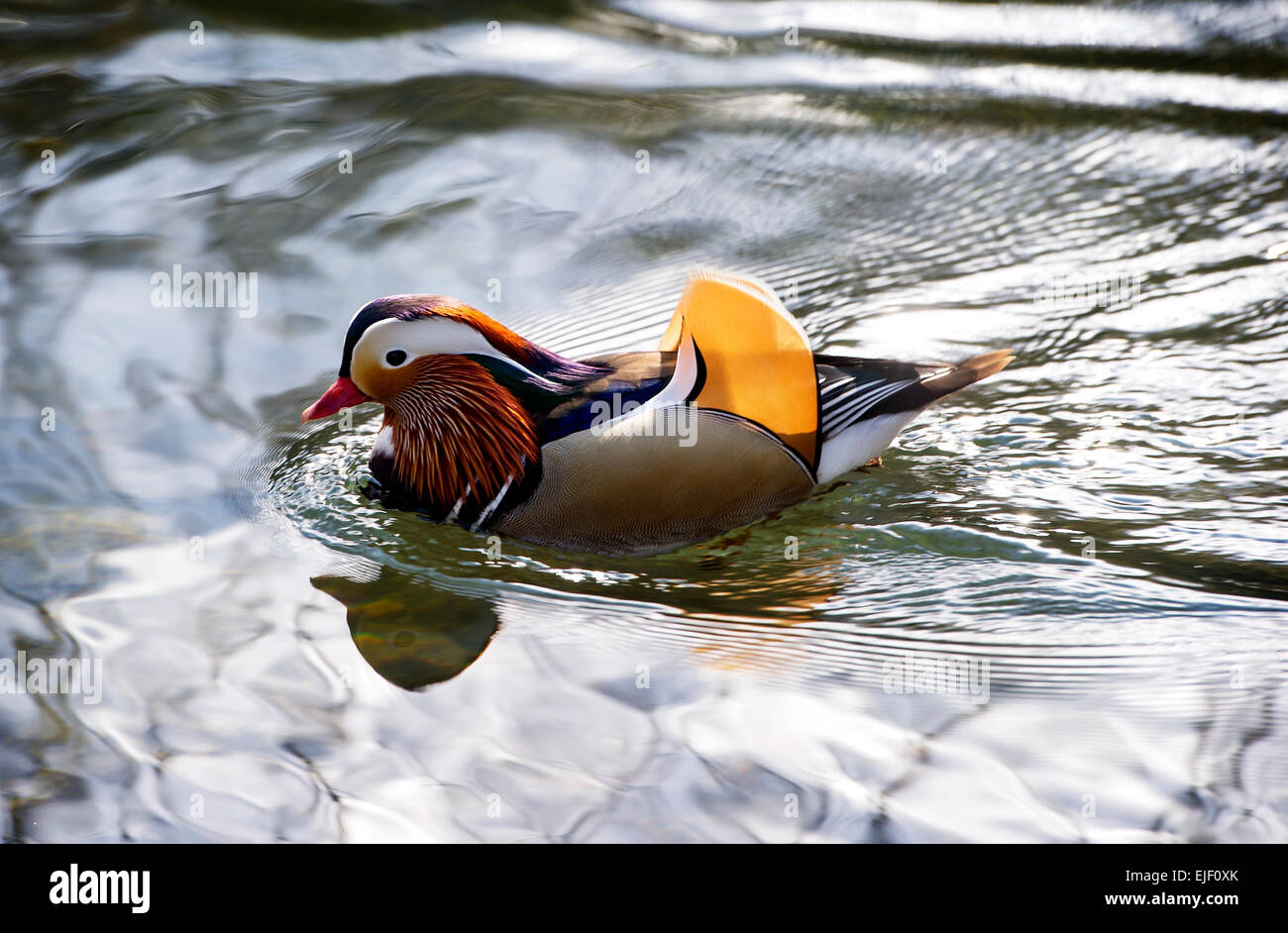 A Madeira duck bathed in glorious Spring sunshine in Moses Gate Country ...