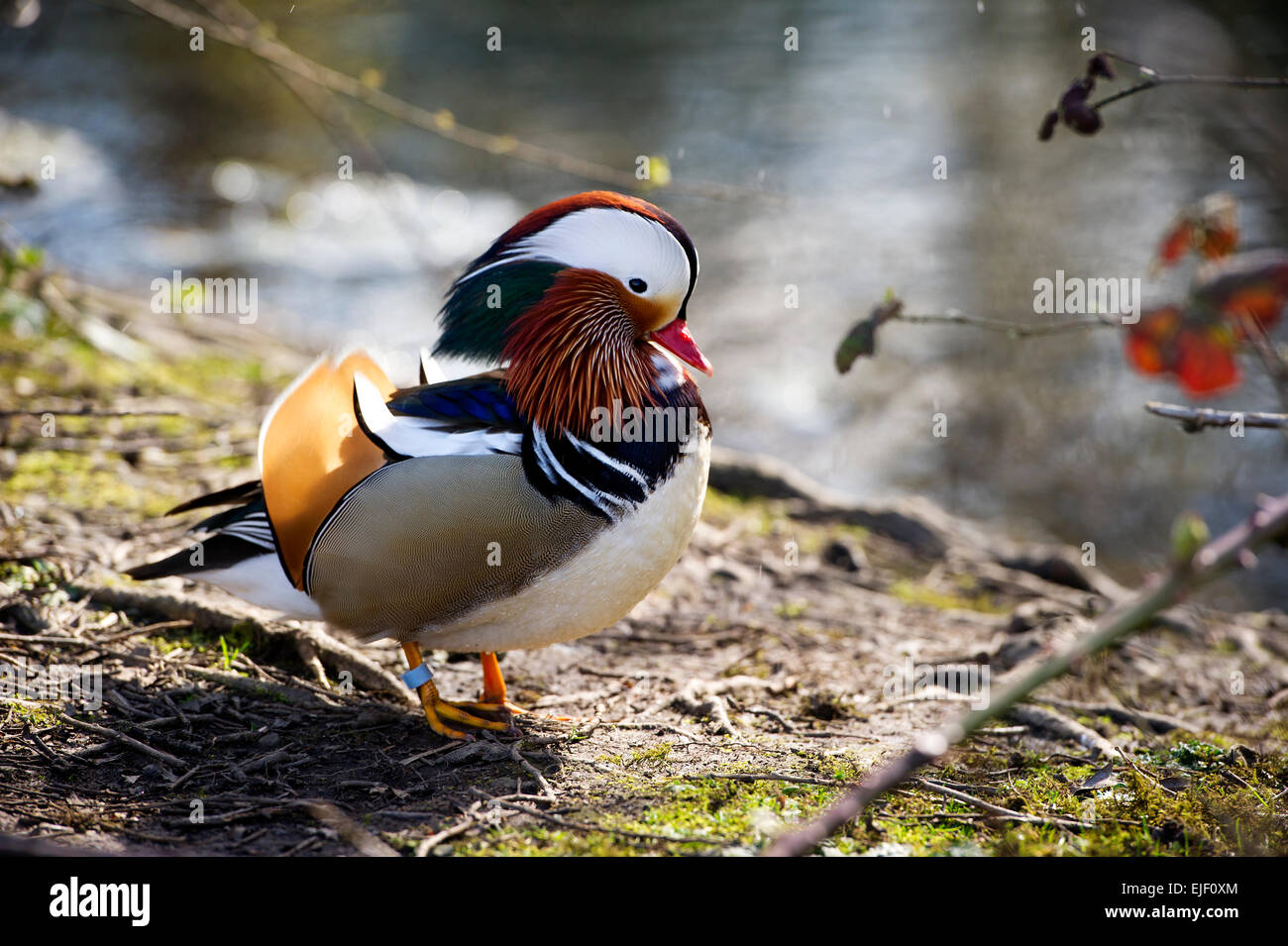A Madeira duck bathed in glorious Spring sunshine in Moses Gate Country ...