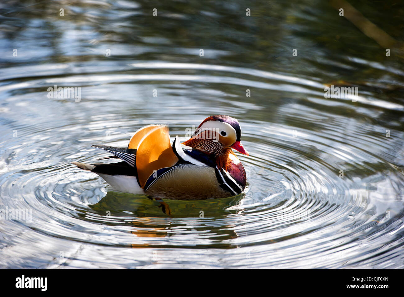 A Madeira duck bathed in glorious Spring sunshine in Moses Gate Country ...