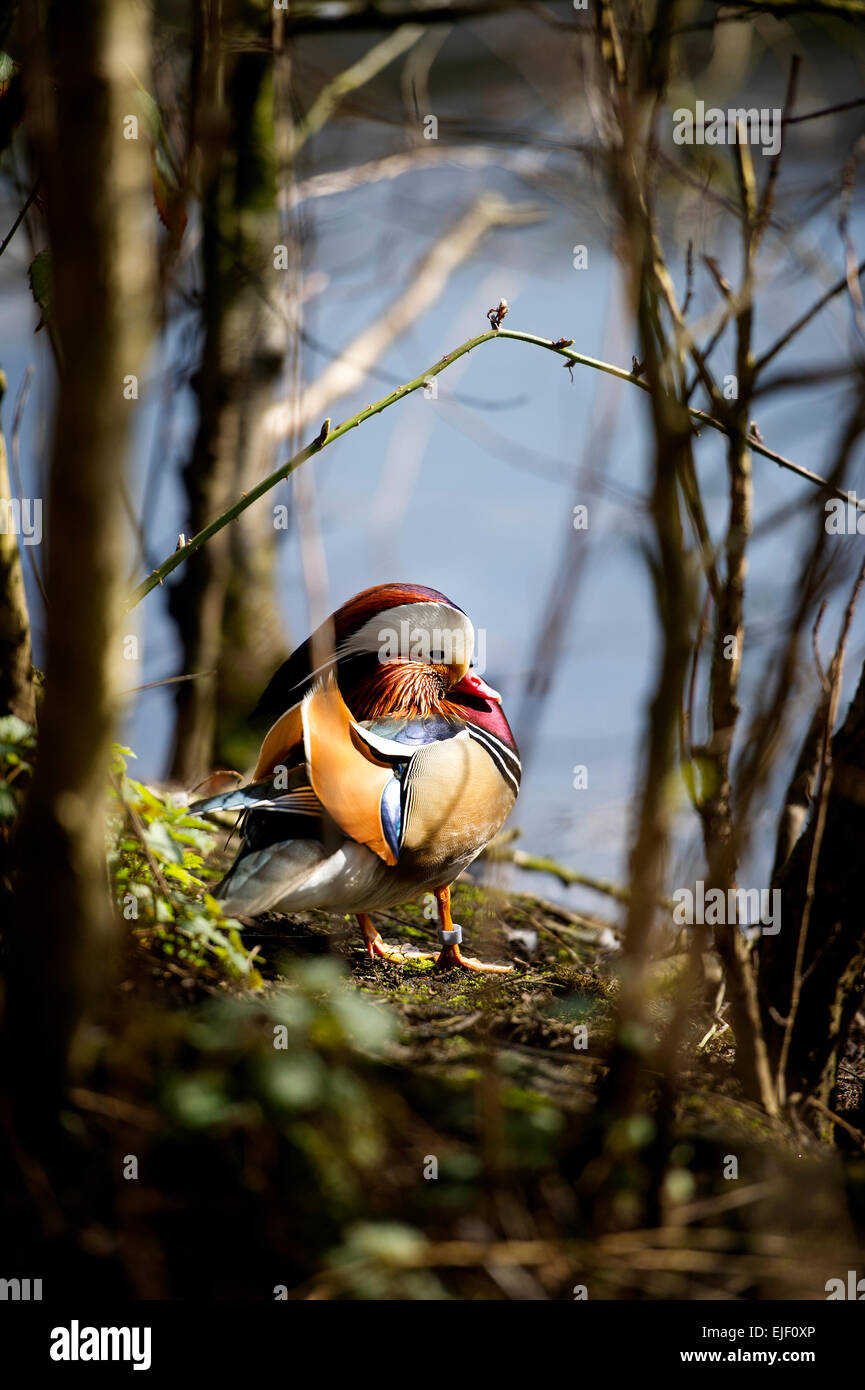 A Madeira duck bathed in glorious Spring sunshine in Moses Gate Country ...