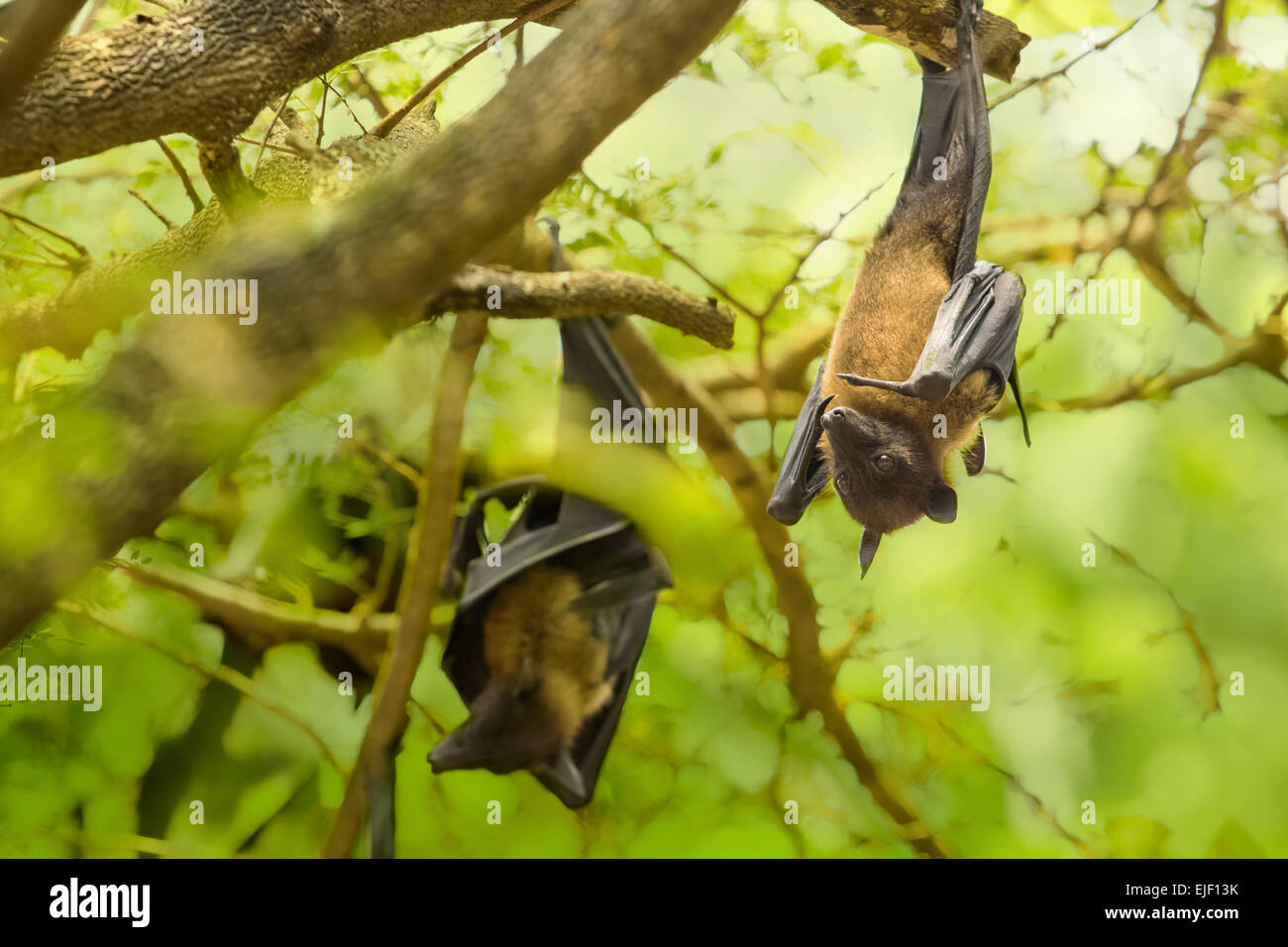 Flying foxes hanging on tree hi-res stock photography and images - Alamy