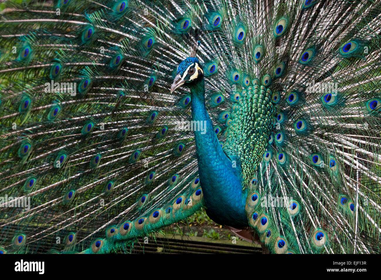 A proud looking peacock Stock Photo - Alamy