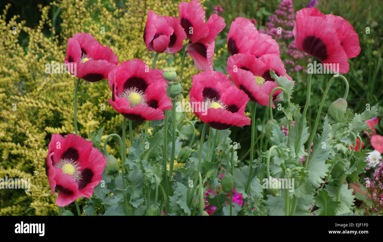 Oriental poppies hi-res stock photography and images - Alamy