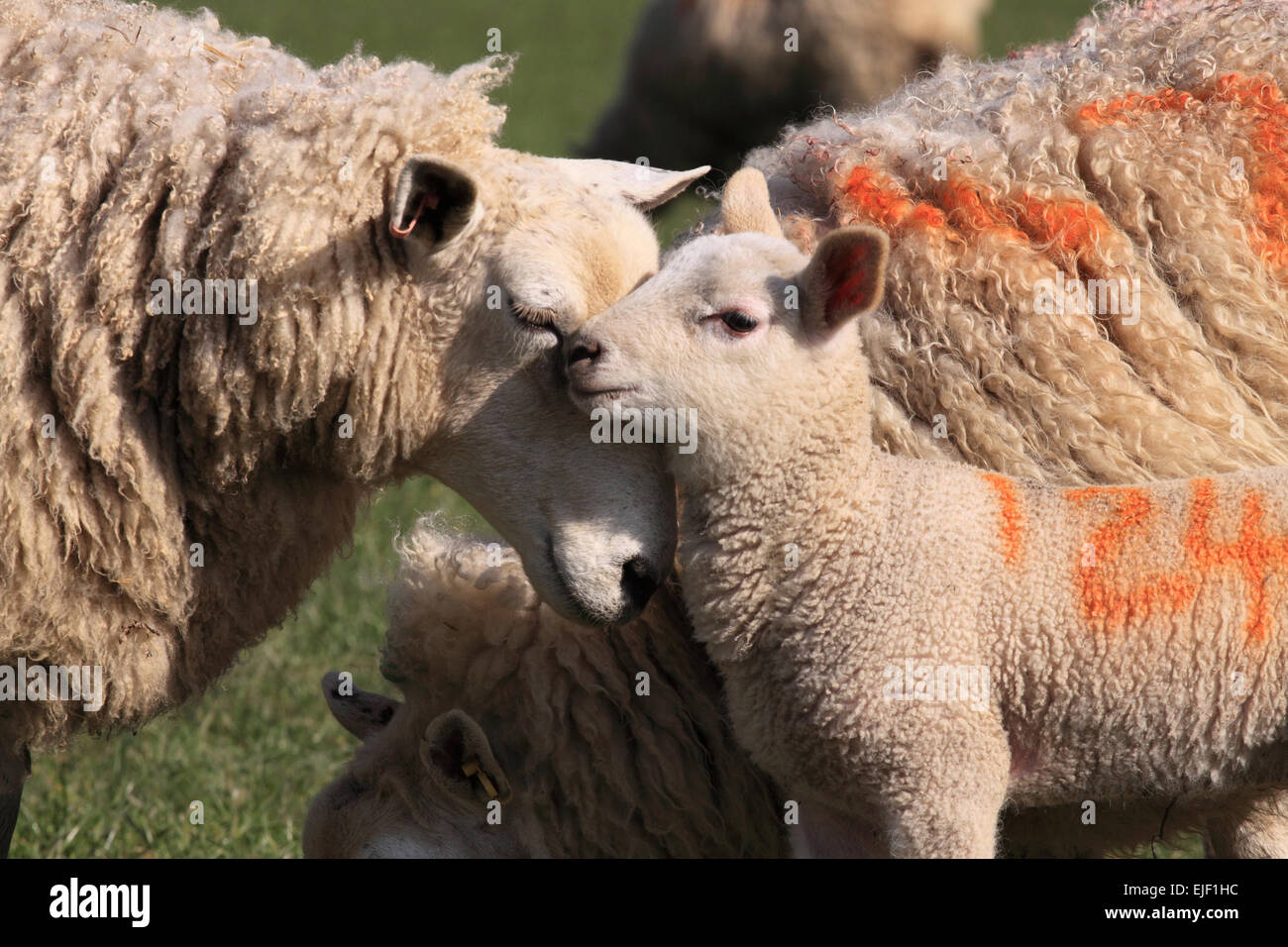 Sheep nuzzle lamb hi-res stock photography and images - Alamy