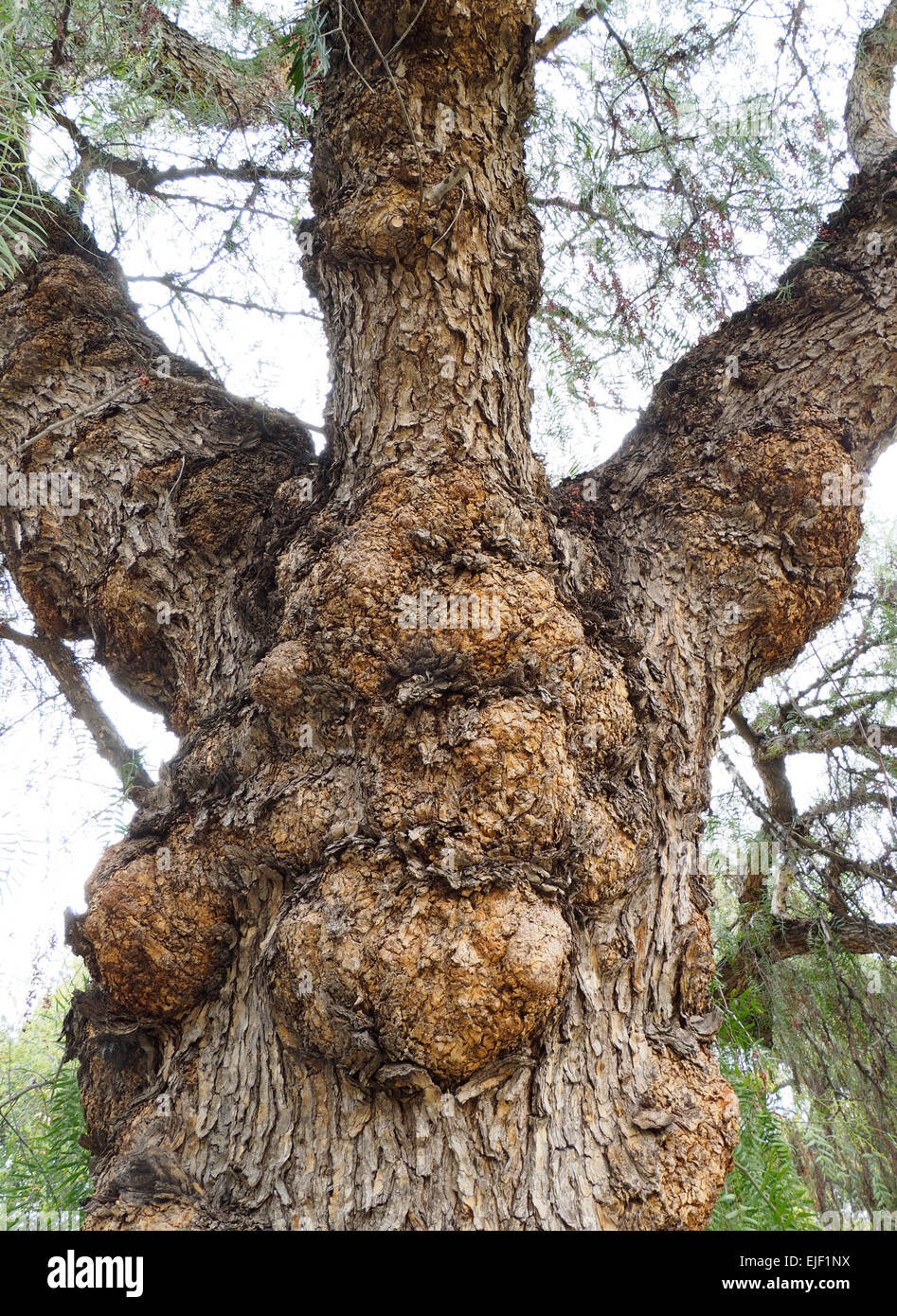 Multiple burls hi-res stock photography and images - Alamy