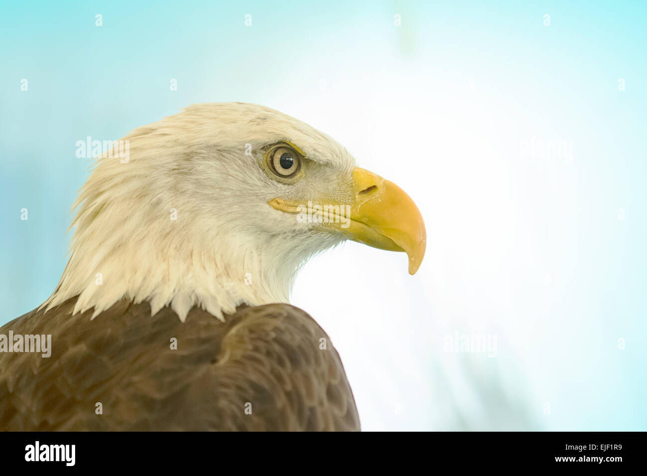 Regal head american bald hi-res stock photography and images - Alamy