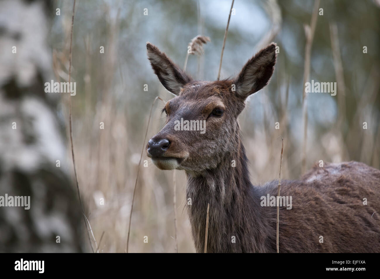 Red Deer hind portrait, looking to left among reeds, Minsmere, Suffolk ...