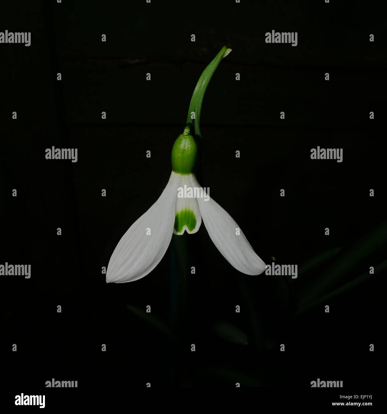 Snowdrop with green markings hi-res stock photography and images - Alamy