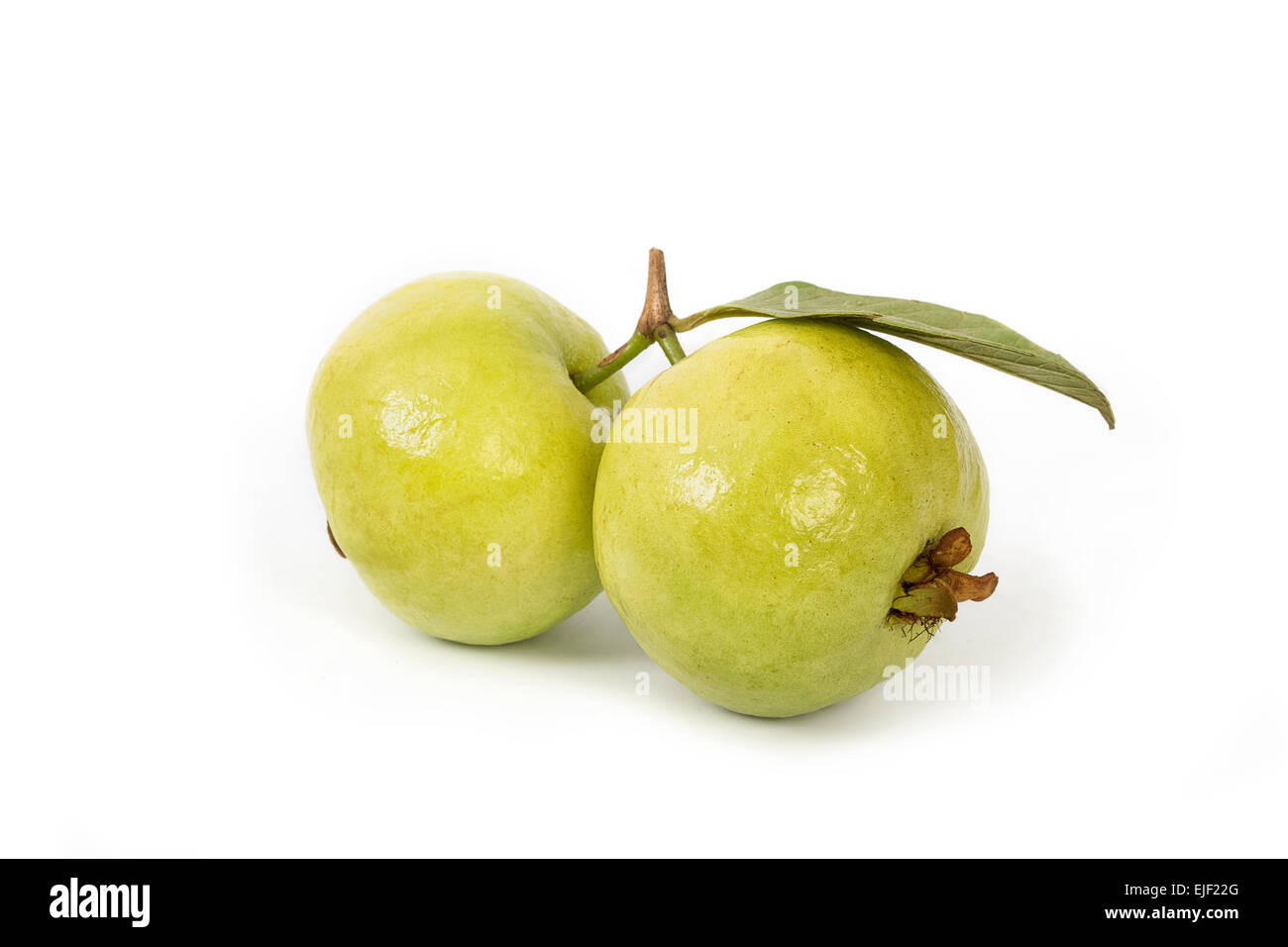 guava fruit,tropical fruit Stock Photo - Alamy