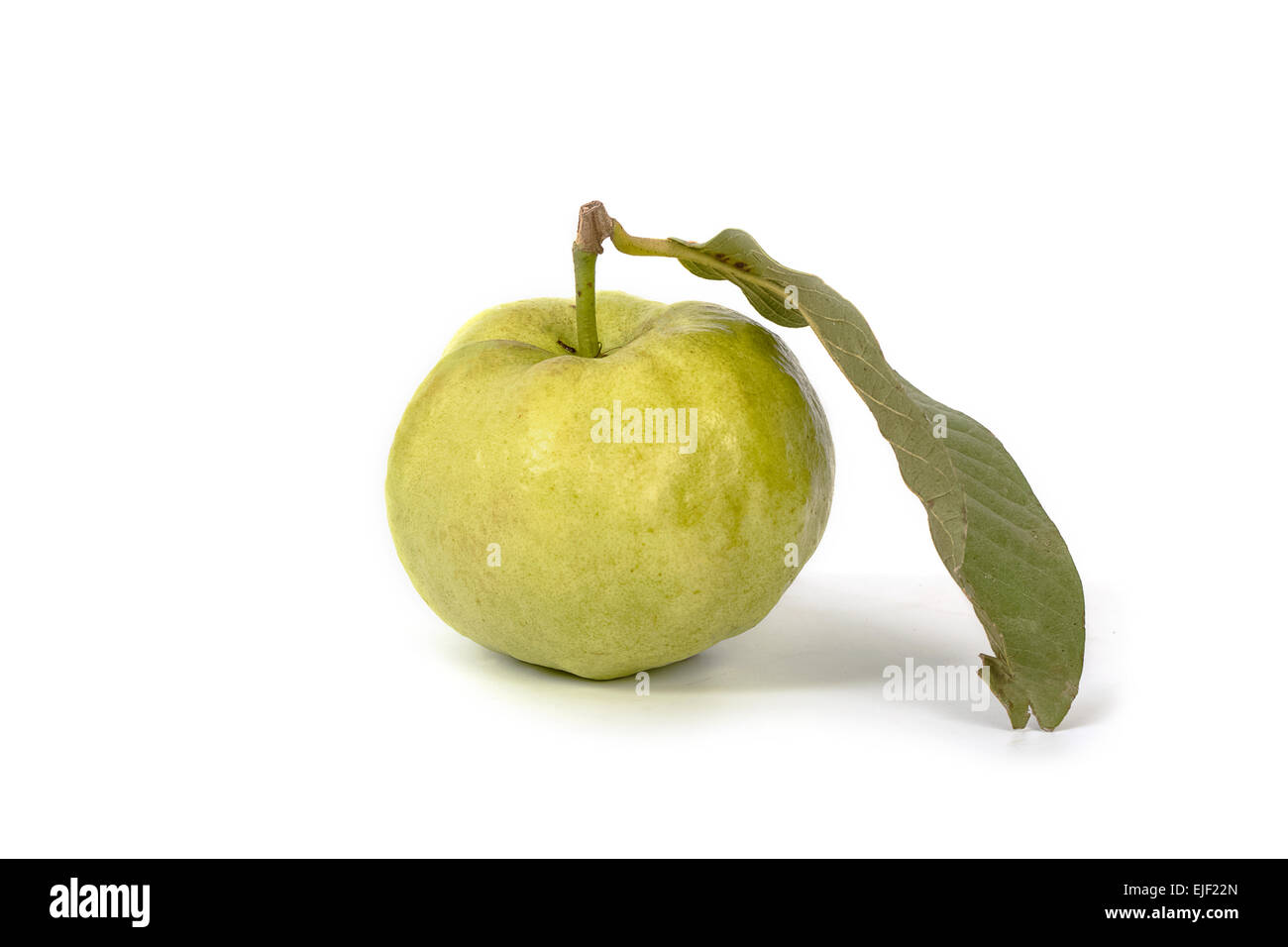 Group of guava fruit,tropical fruit Stock Photo - Alamy