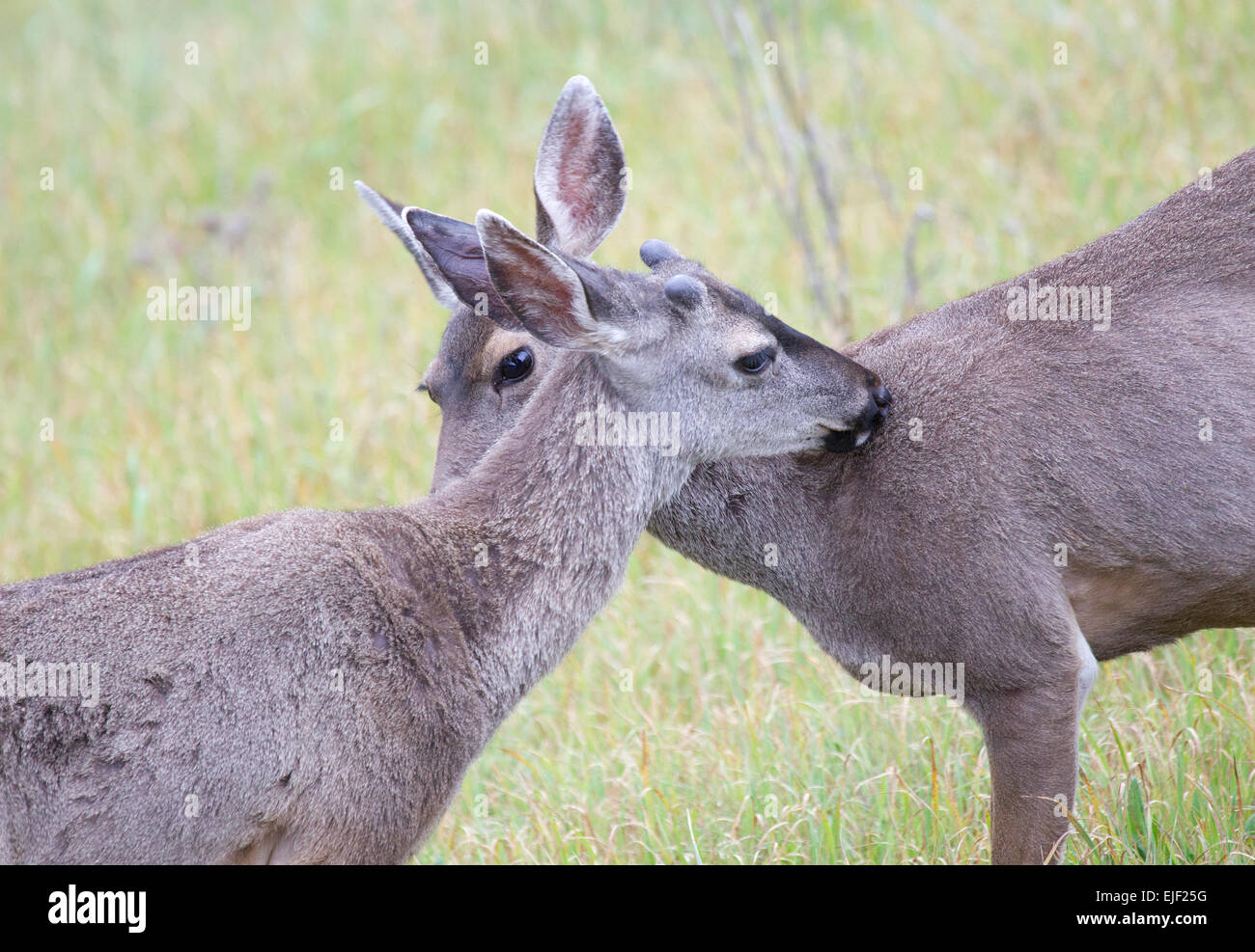 Young Blacktail Deer Buck and Doe Nuzzling Stock Photo - Alamy