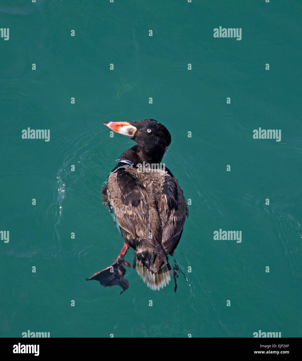 Immature male surf scoter hi-res stock photography and images - Alamy