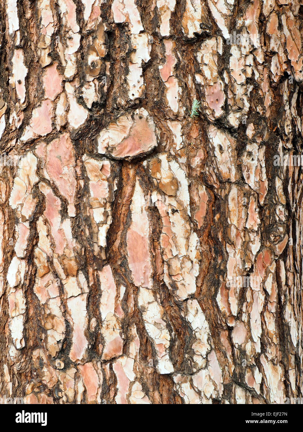 Bark Pattern of Redwood Tree Stock Photo - Alamy