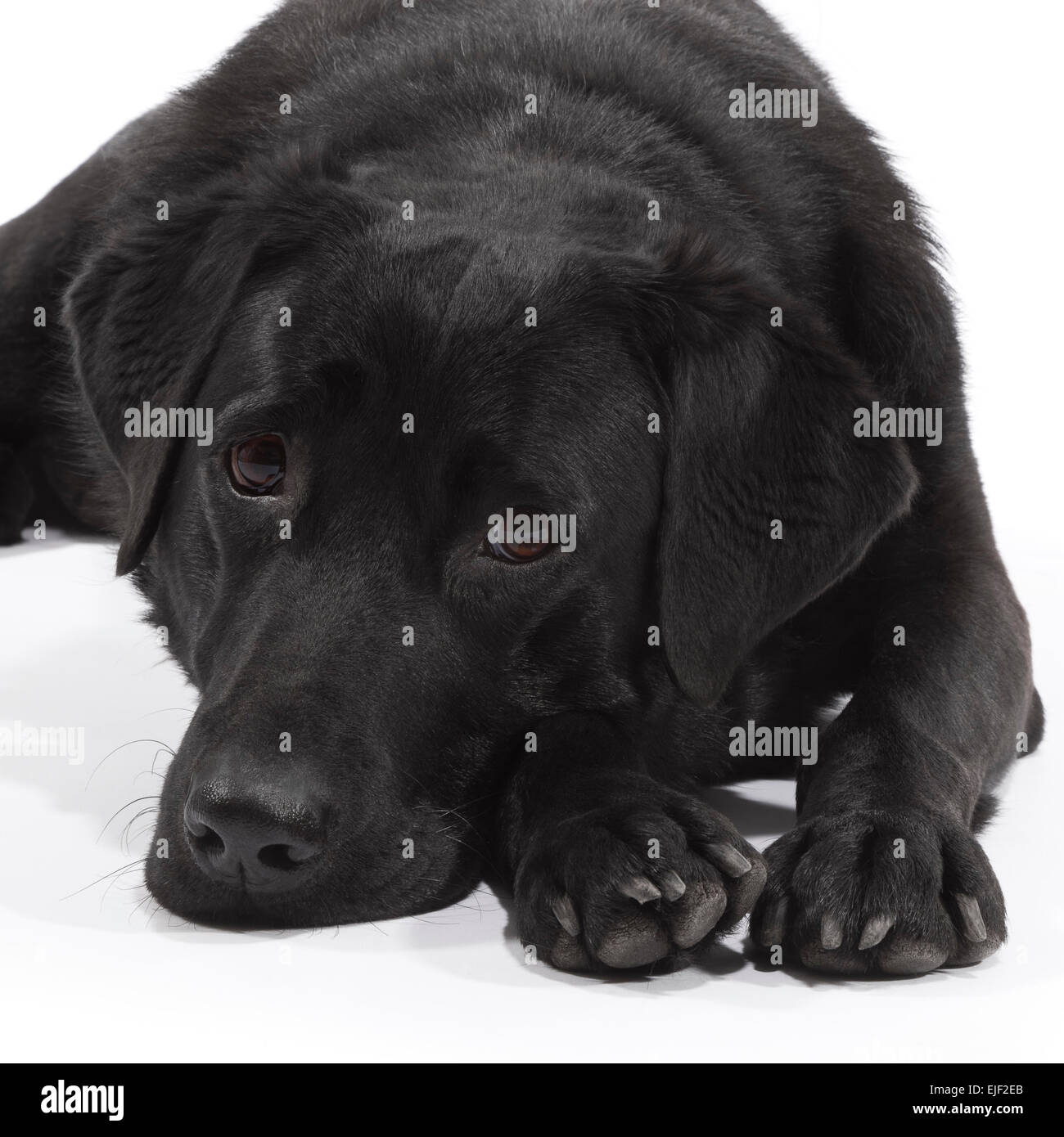 Black Labrador Dog aged 6 years Stock Photo - Alamy