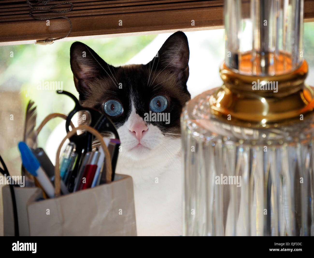 Snowshoe Cat High Resolution Stock Photography and Images - Alamy