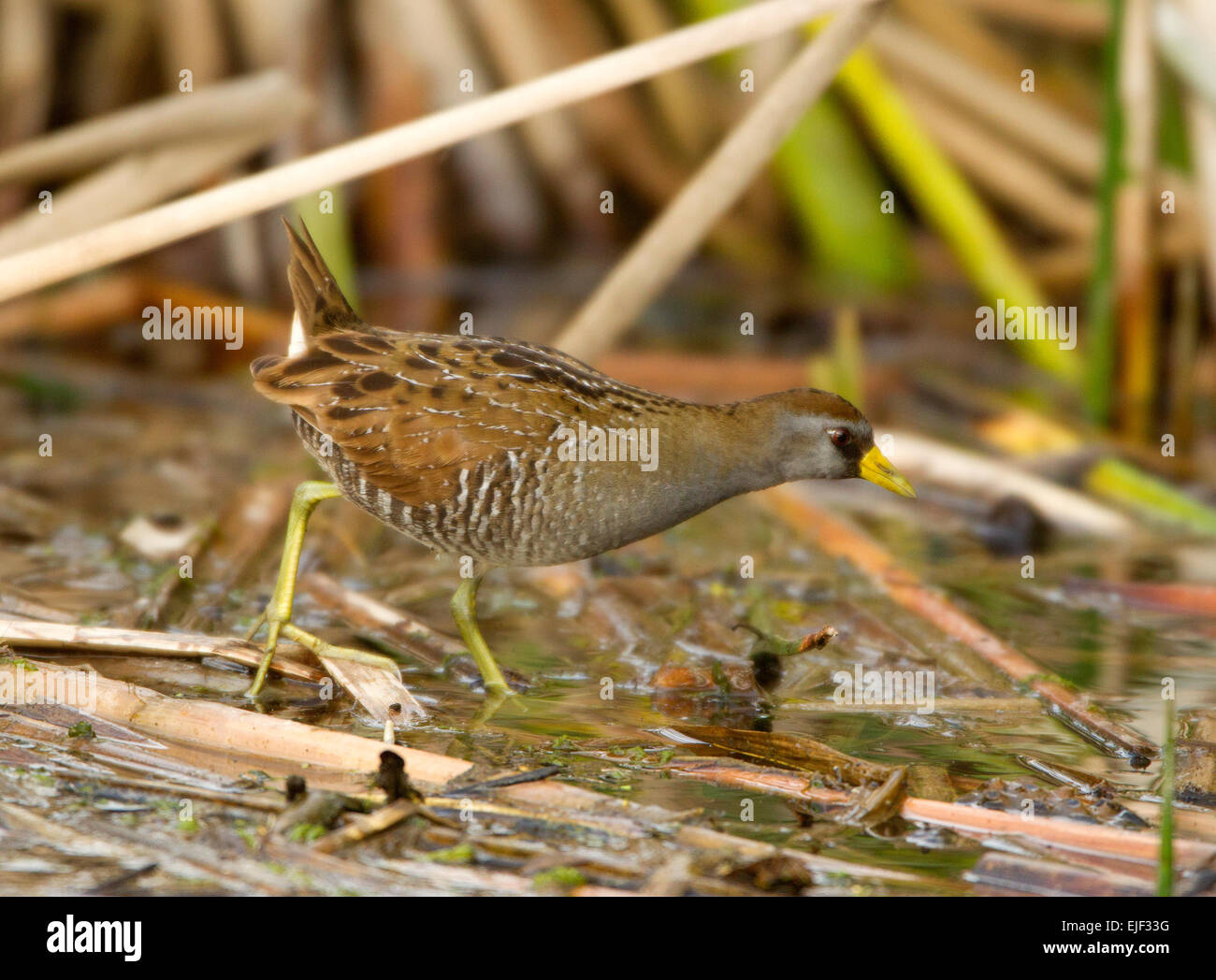 Sora bird hi-res stock photography and images - Alamy