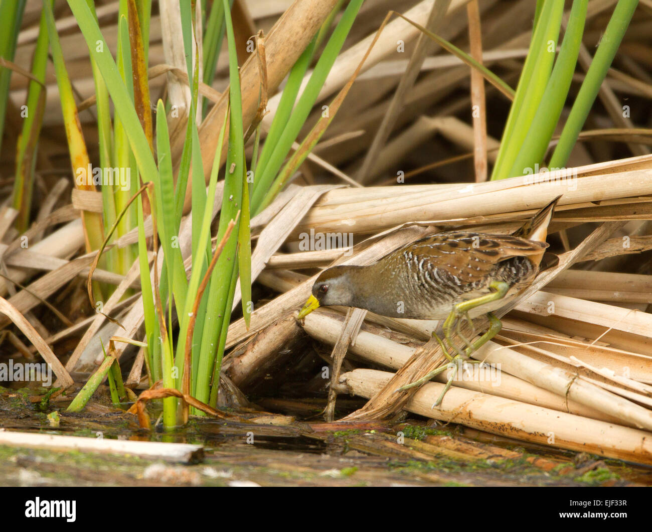 Sora bird hi-res stock photography and images - Alamy