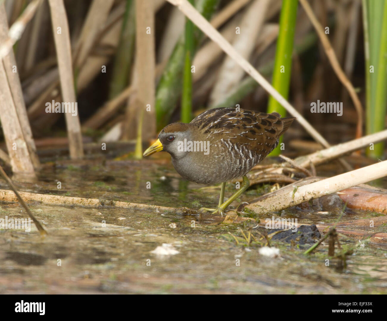 Sora bird hi-res stock photography and images - Alamy