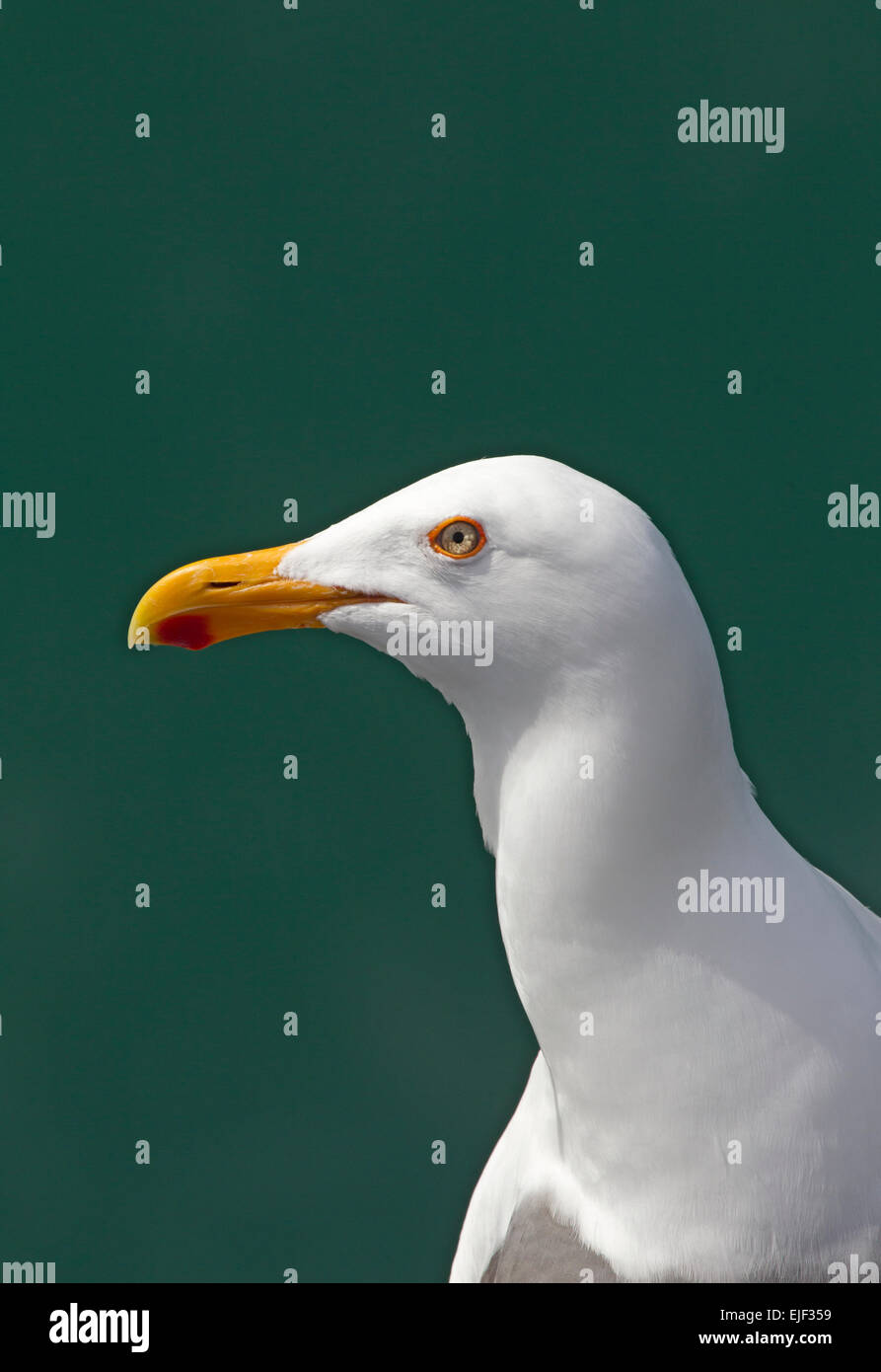 Western Gull Portrait Stock Photo - Alamy