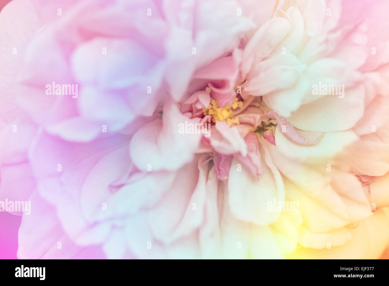 Pink rose background,Flower blur background Stock Photo - Alamy