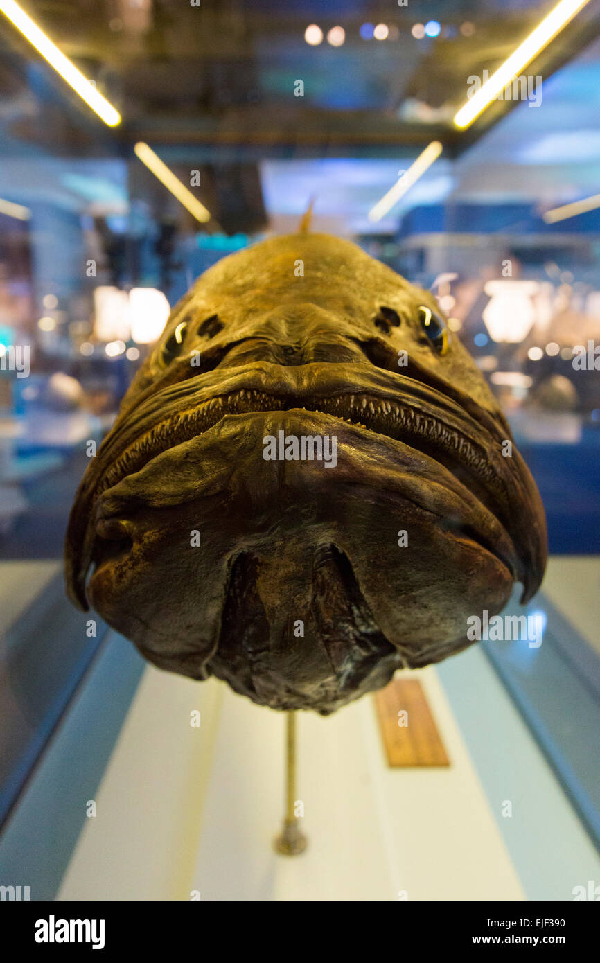 London, UK. 25 March 2015. Pictured: a Giant Grouper. Press preview of ...