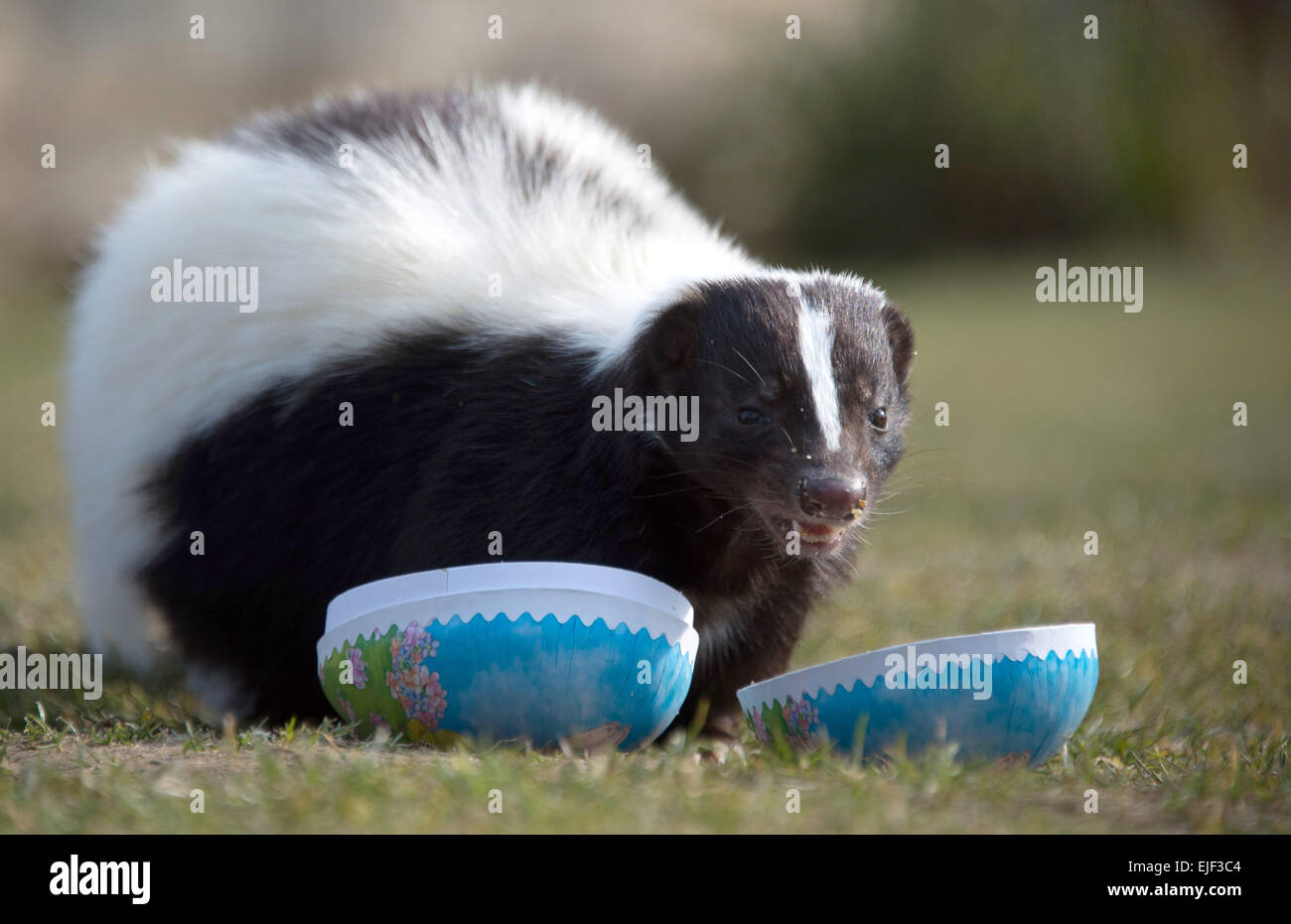 A skunk named 'Lavendel' is nibbling at pieces of meat that have been ...