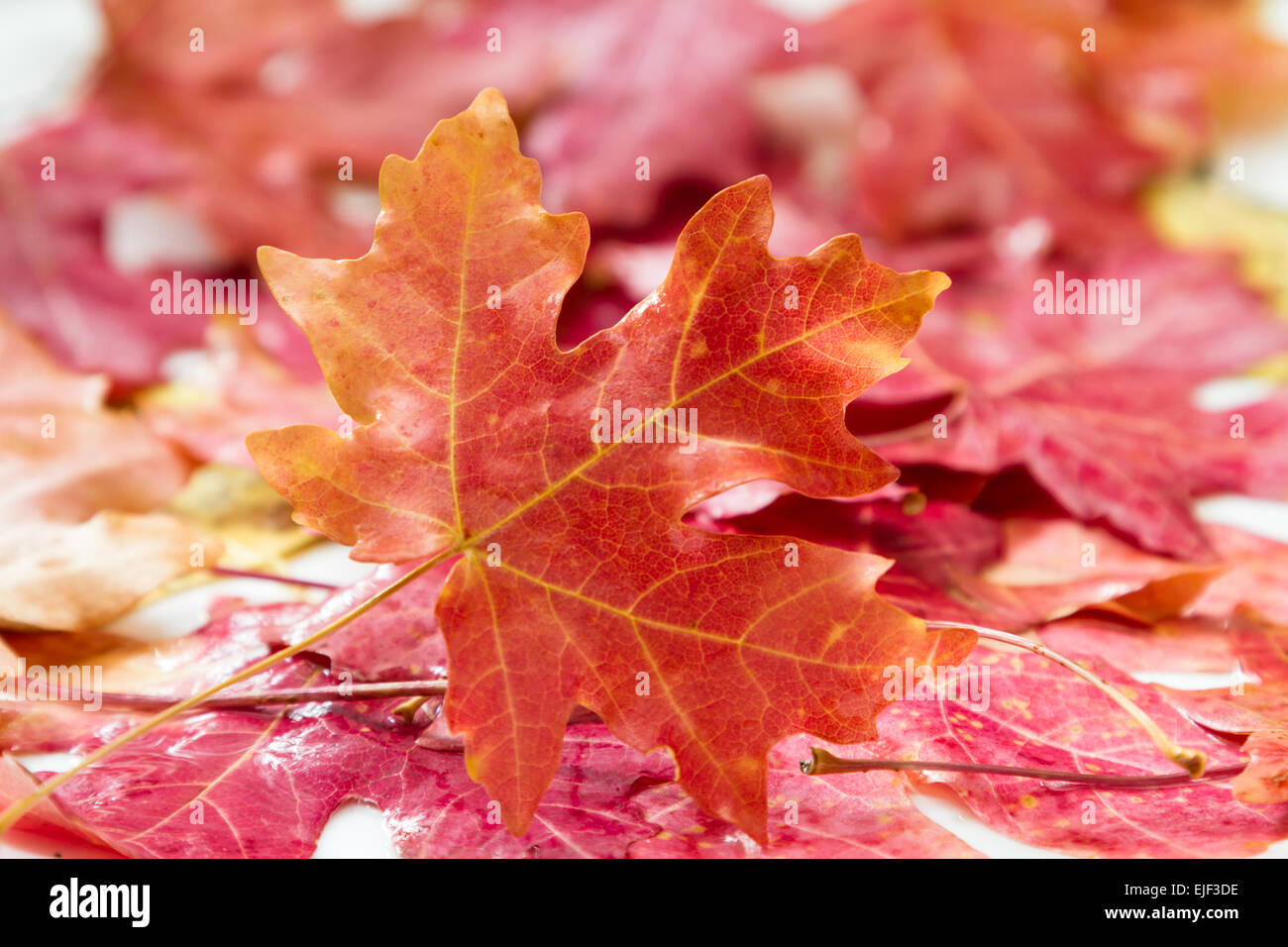 the beauty of autumn in a colorful red maple leaf Stock Photo - Alamy