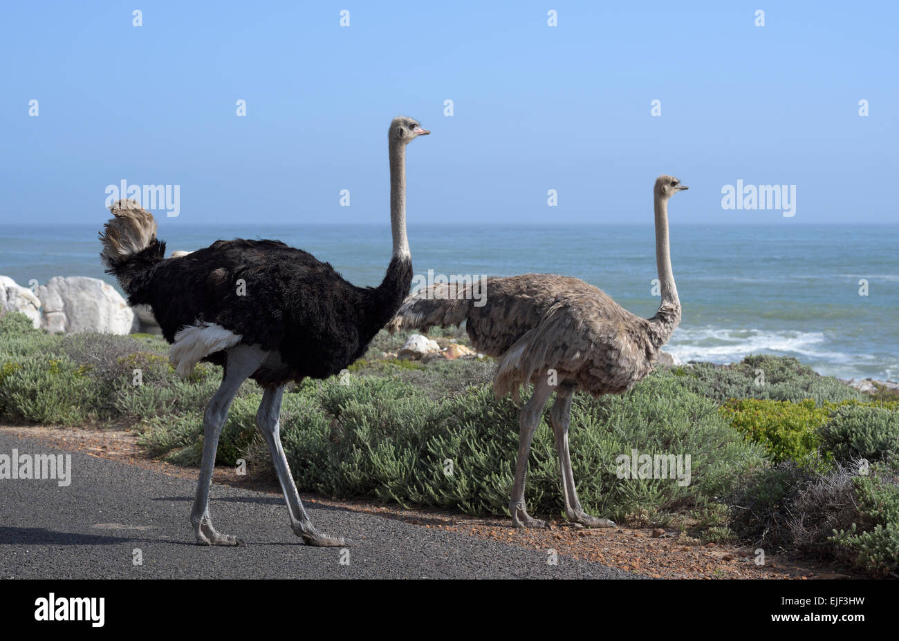two ostriches looking at the sea, Cape of Good Hope, South Africa Stock ...