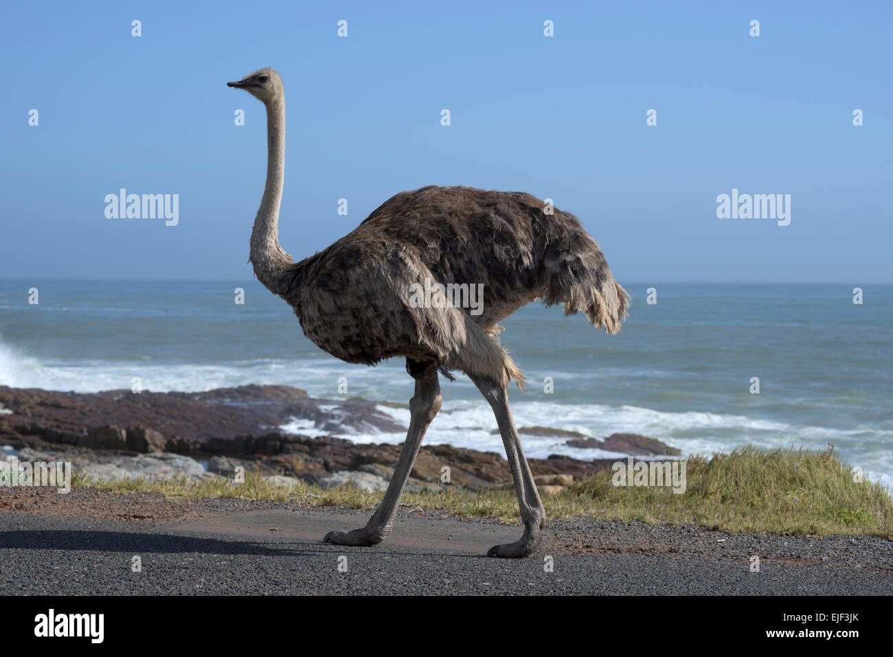 ostrich with sea in the background, Cape of Good Hope, South Africa ...