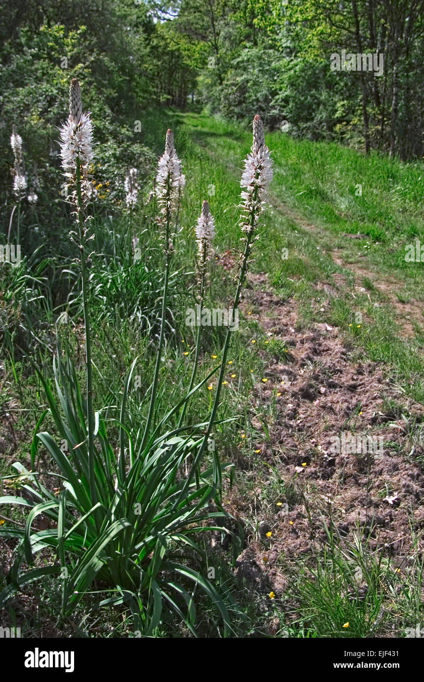 Asphodels Stock Photos & Asphodels Stock Images - Alamy