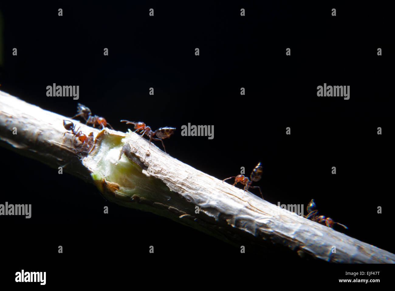 Close up ants head hi-res stock photography and images - Alamy