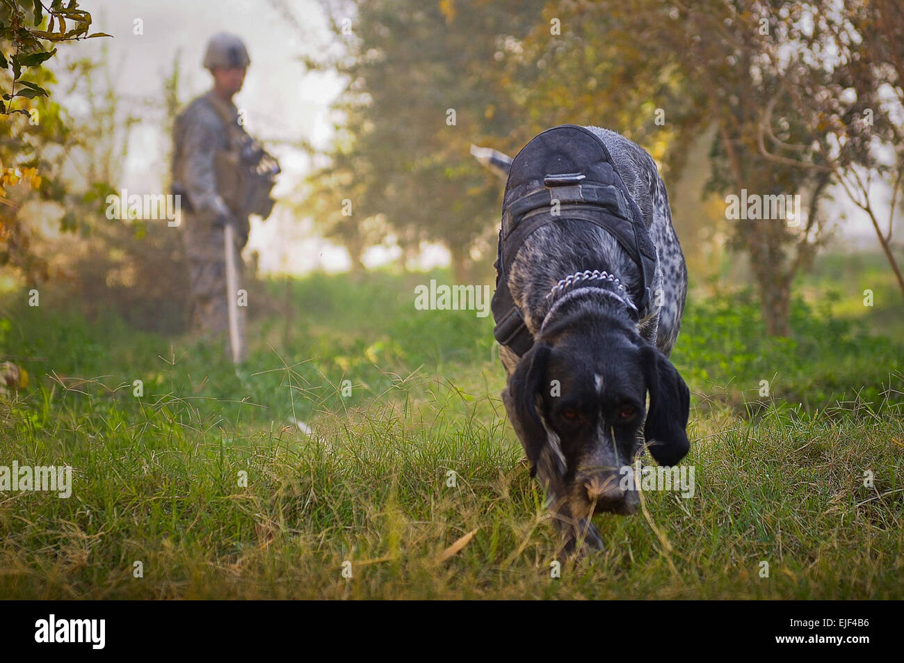 Russian soldier dog afghanistan hi-res stock photography and images - Alamy