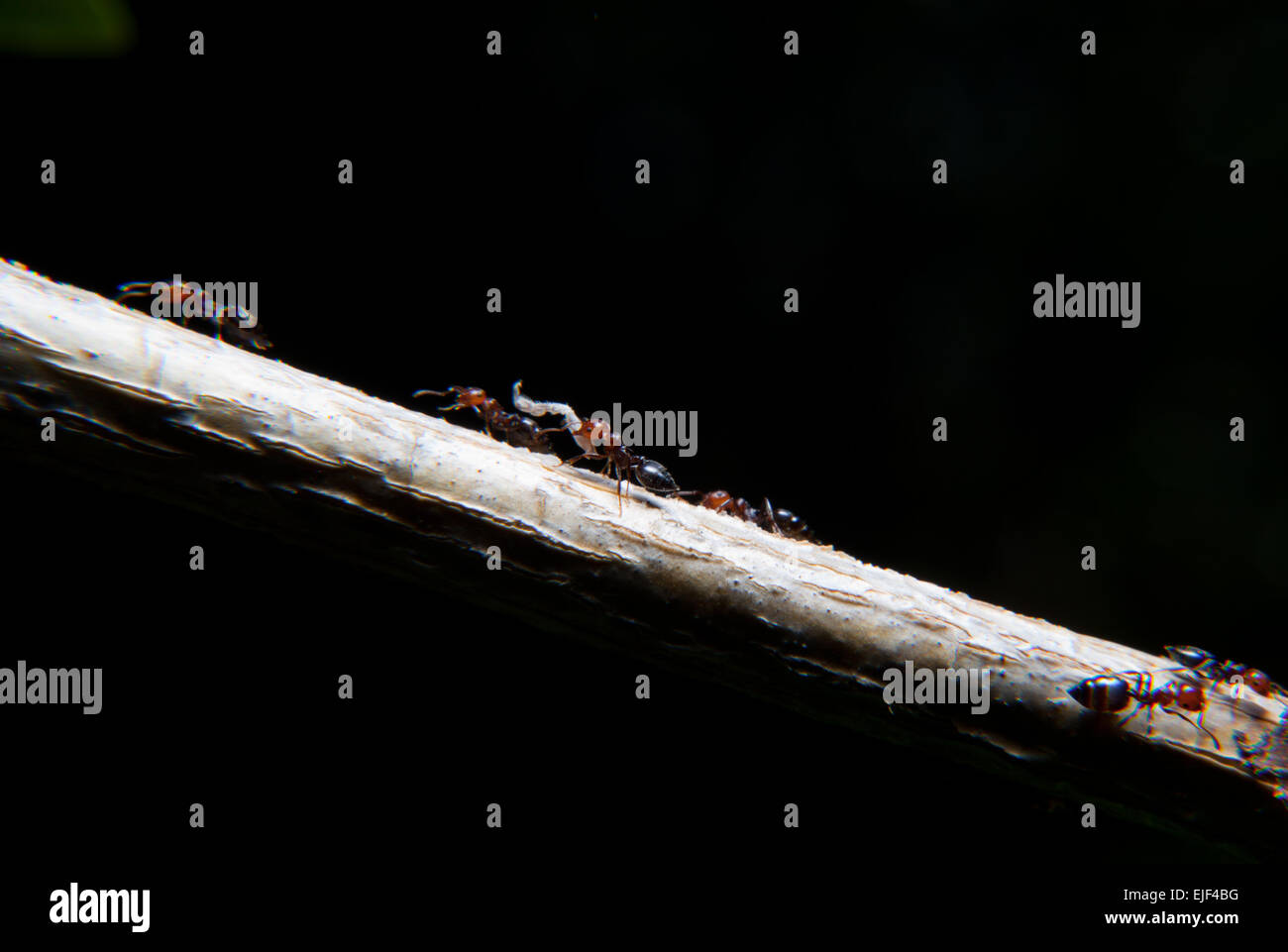 Insect climbing hi-res stock photography and images - Alamy