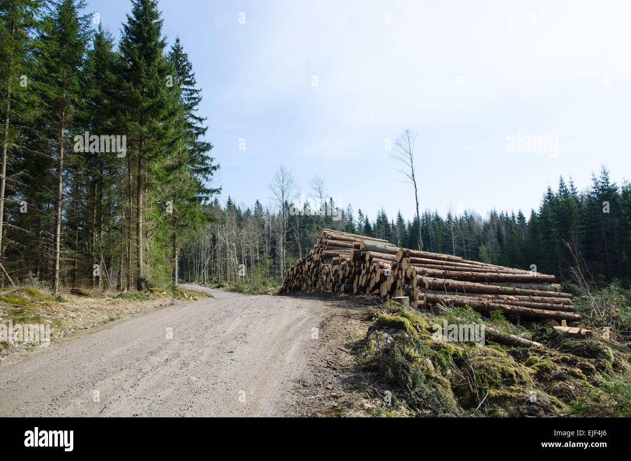 Logging lumber redwood hi-res stock photography and images - Alamy