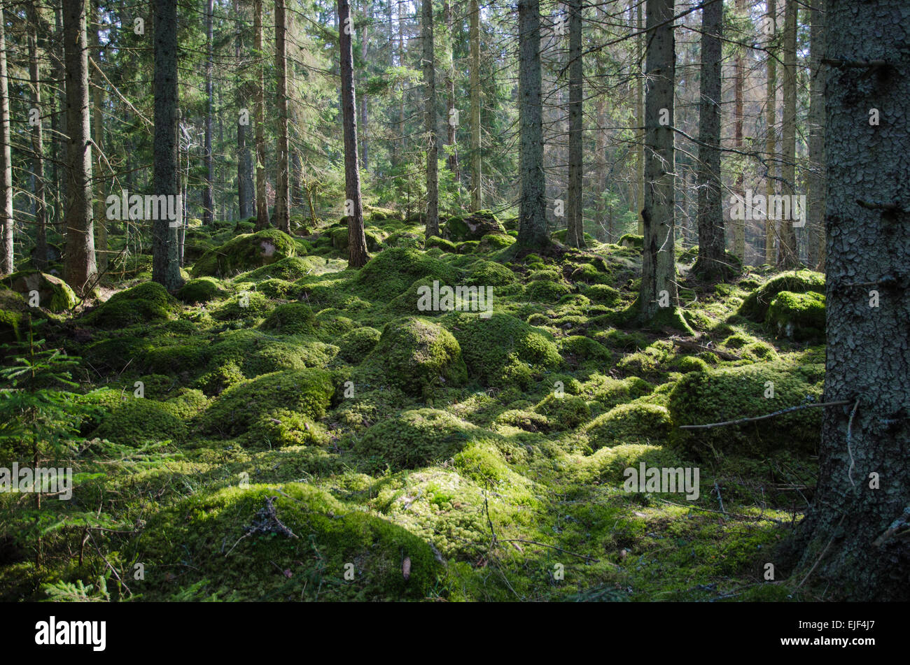 Mossy stones and tree trunks in a coniferous forest in the Swedish ...