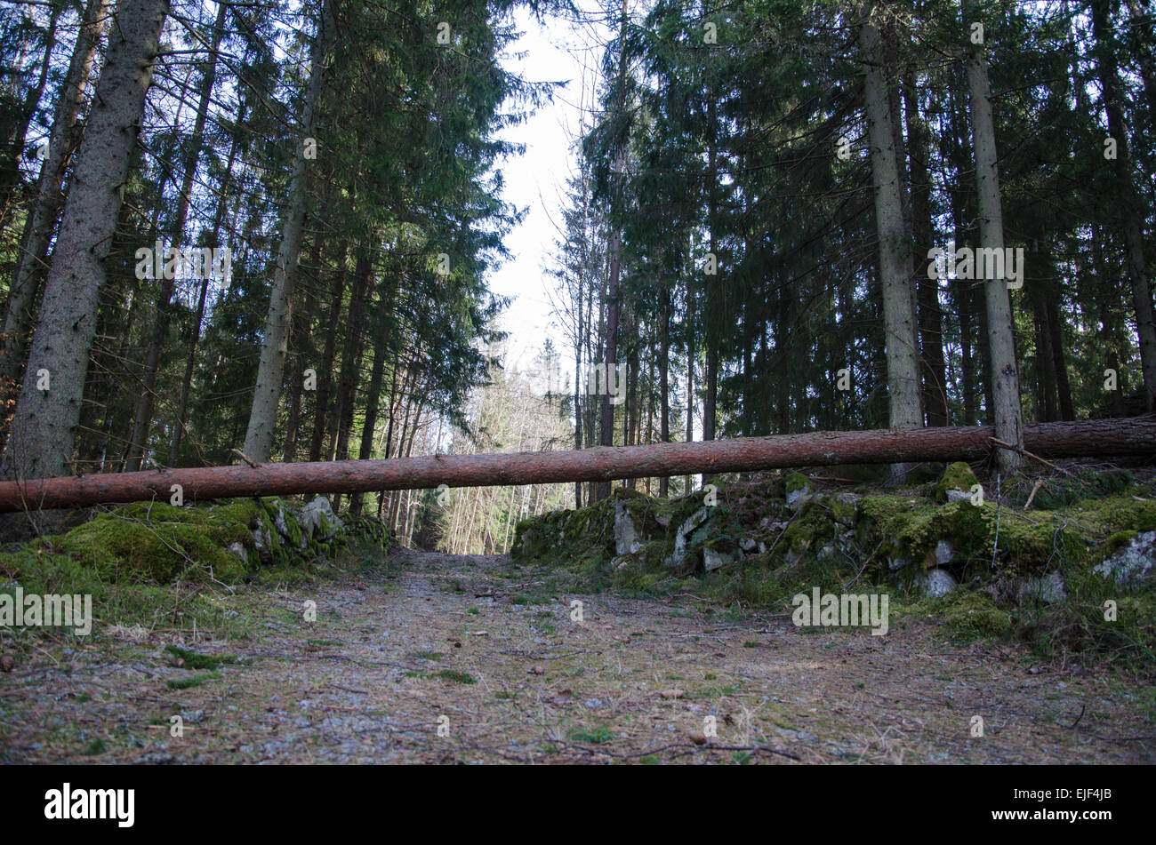 Tree down across road hi-res stock photography and images - Alamy