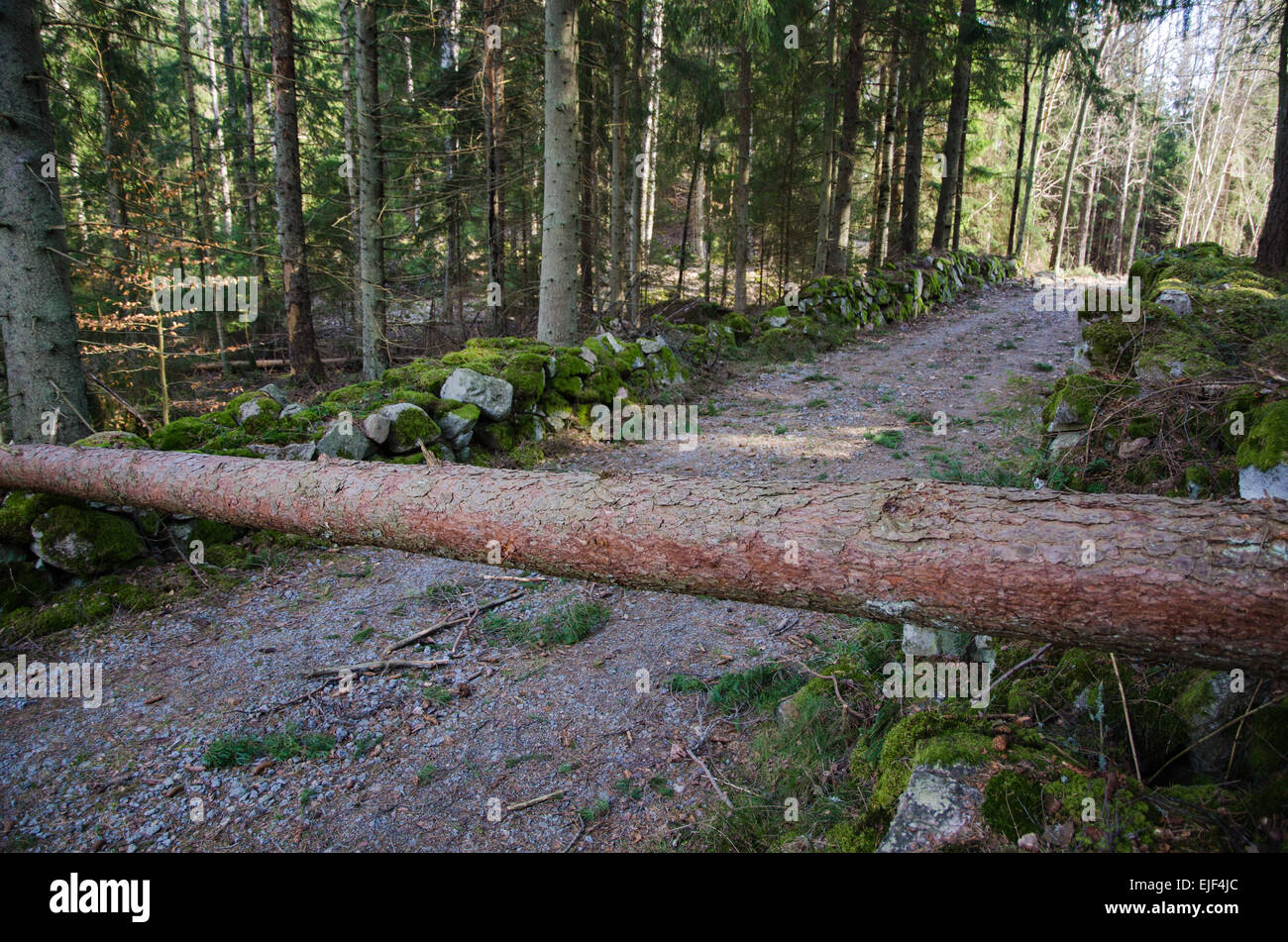 Tree down across road hi-res stock photography and images - Alamy