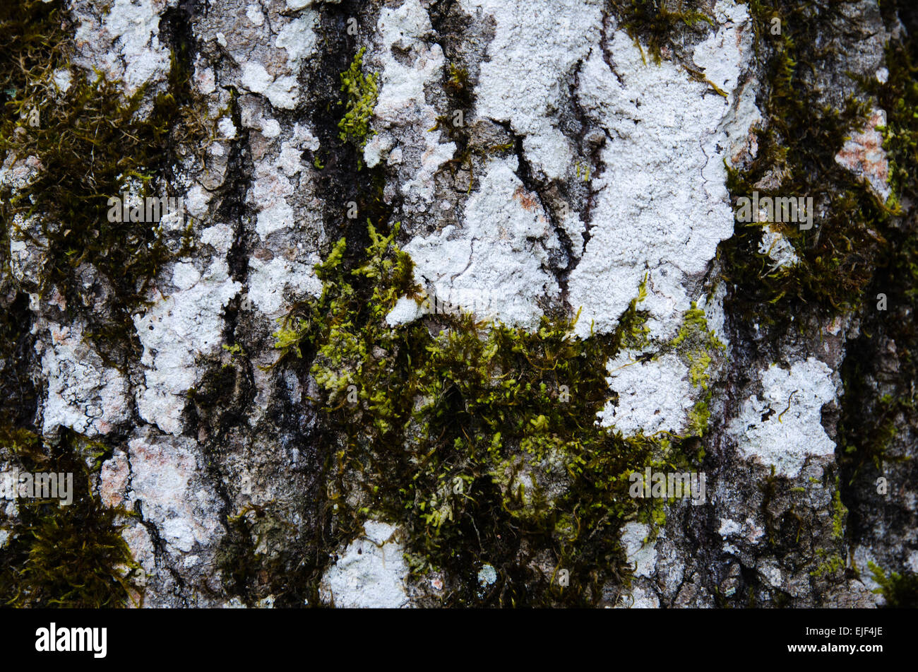 Aspen tree wooden texture hi-res stock photography and images - Alamy
