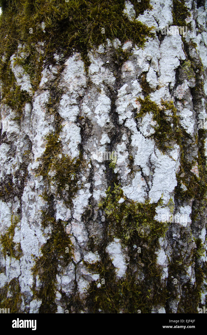 Aspen tree trunk hi-res stock photography and images - Alamy