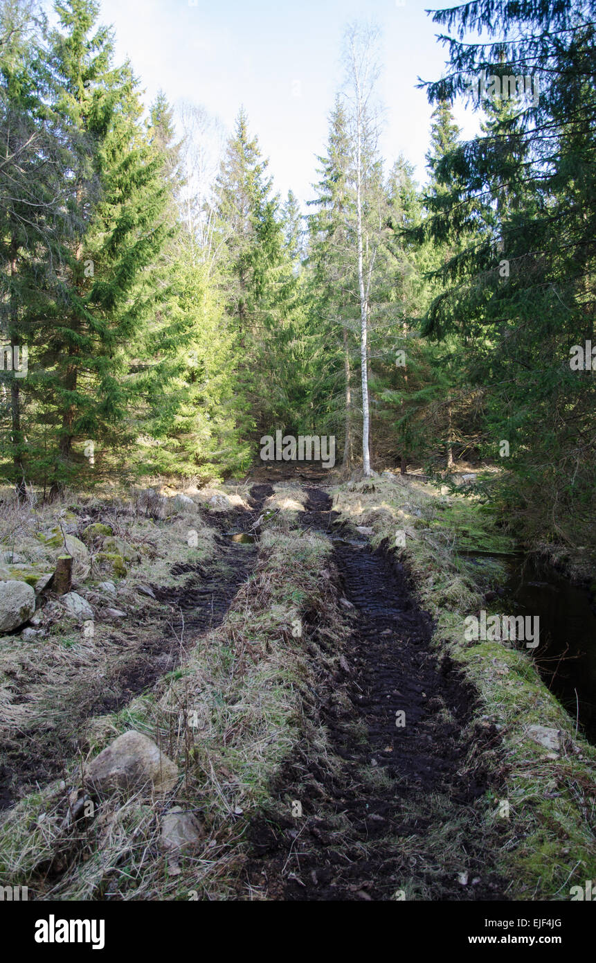 Muddy road trees in woods hi-res stock photography and images - Alamy