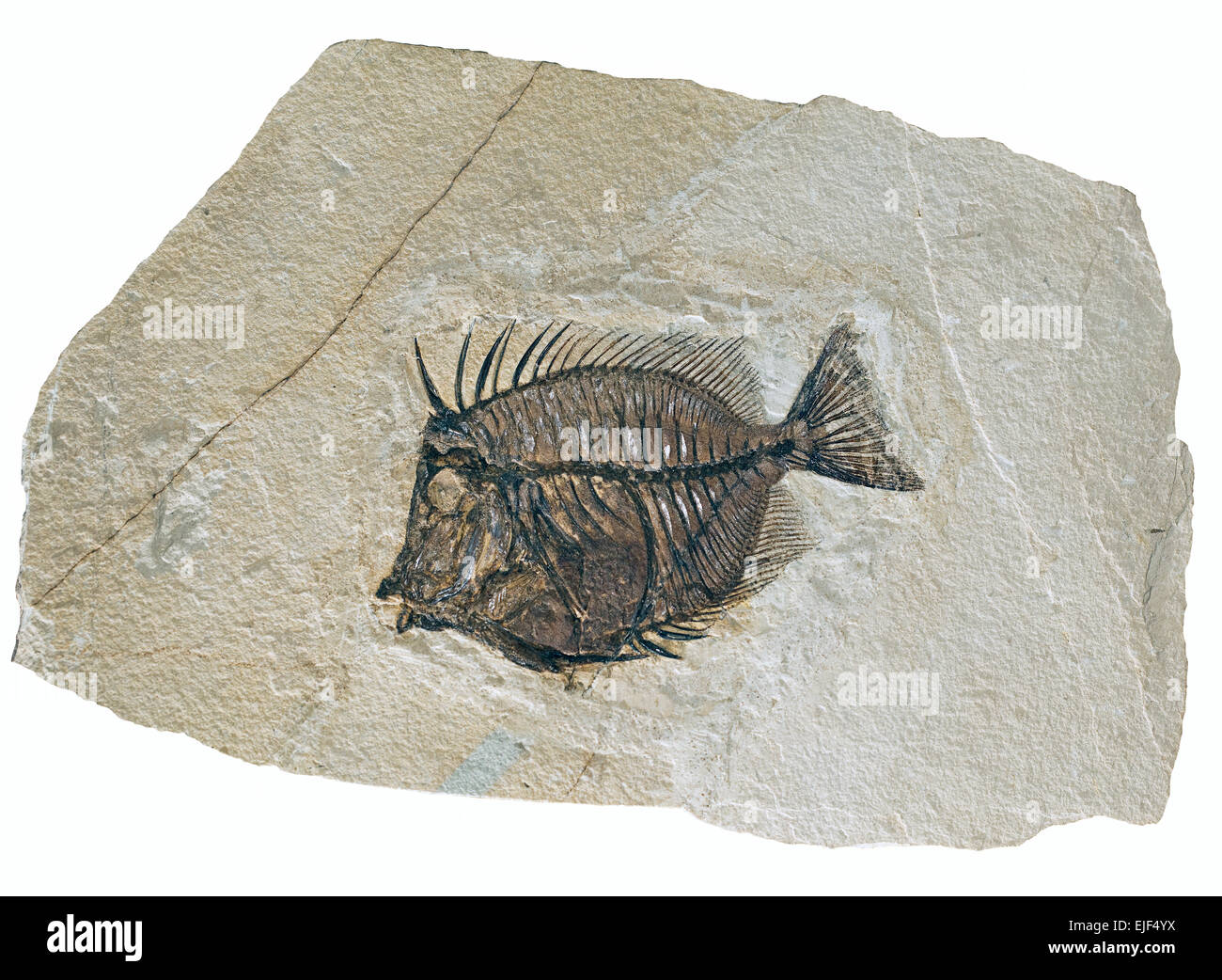 Scalpel surgeon fish hi-res stock photography and images - Alamy