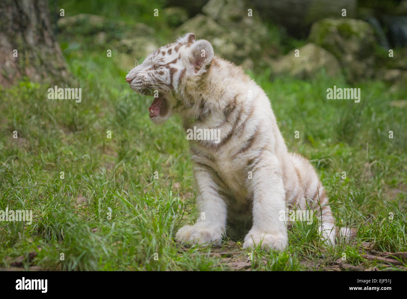 Baby White Tiger Roar