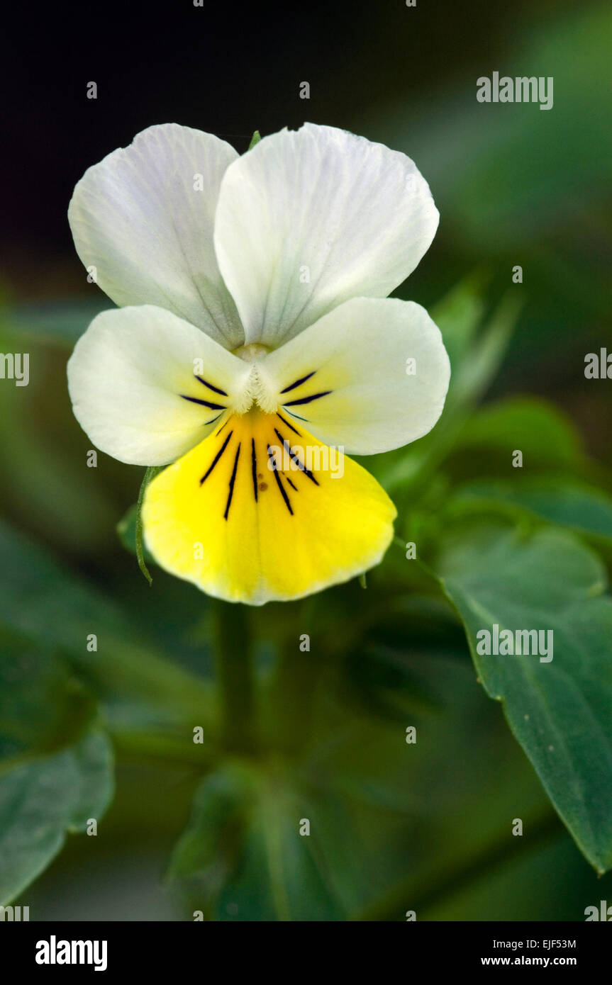 Field pansy (Viola arvensis) in flower Stock Photo - Alamy