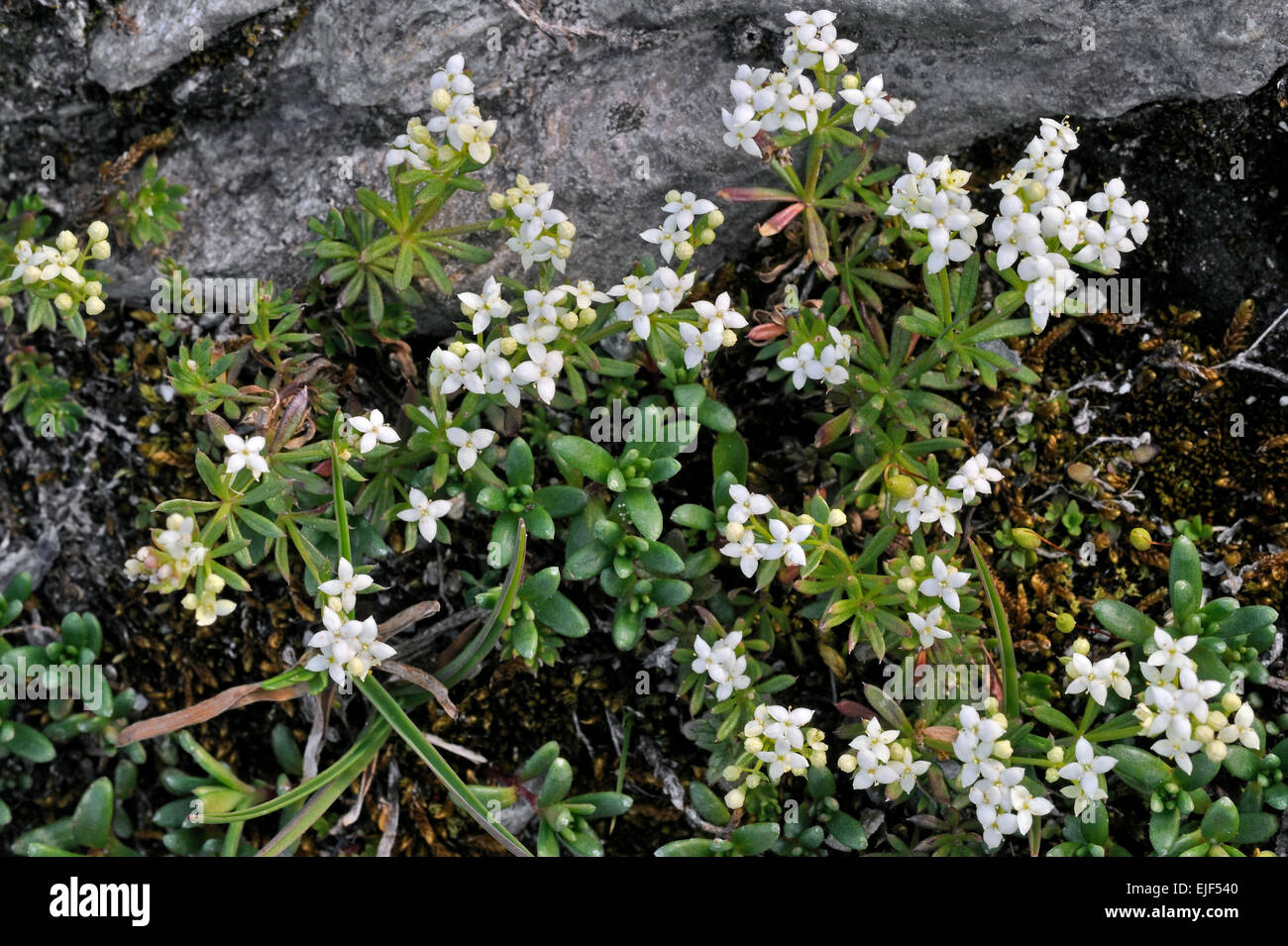 Alpine daphne (Daphne alpina) in flower in the Alps Stock Photo - Alamy