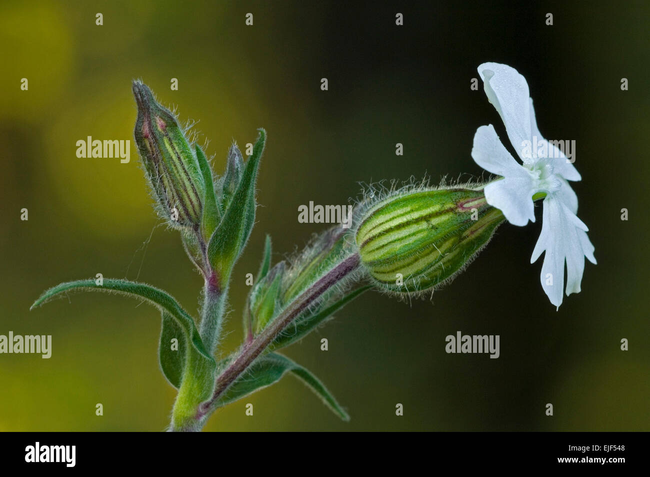 White campion (Silene latifolia subsp. alba / Melandrium album / Silene ...