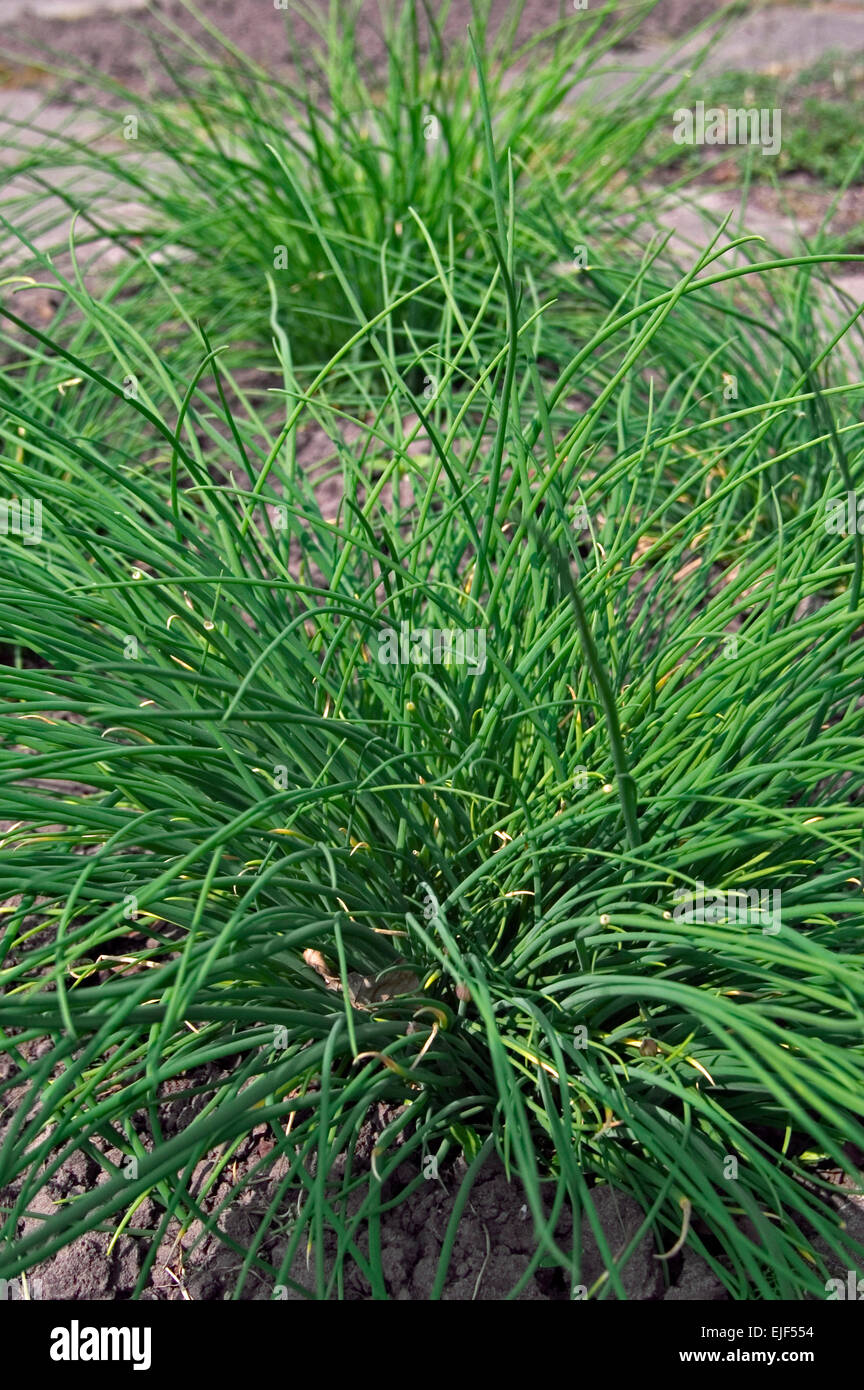 Chives (Allium schoenoprasum) edible scapes used as culinary herbs ...
