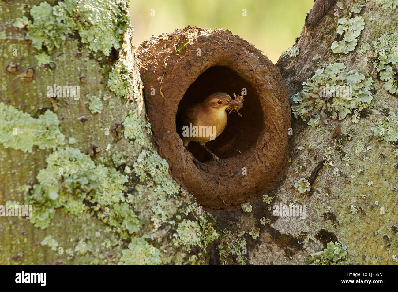 Ovenbird nest hi-res stock photography and images - Alamy